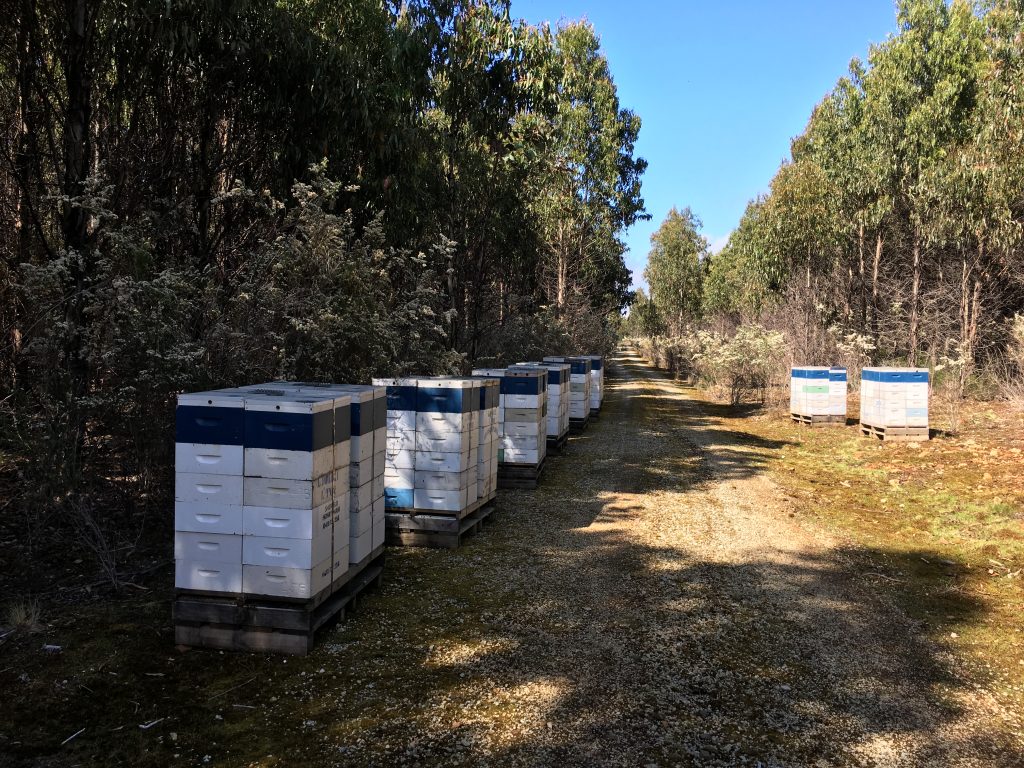 NSW Apiarists’ Association – NSWAA